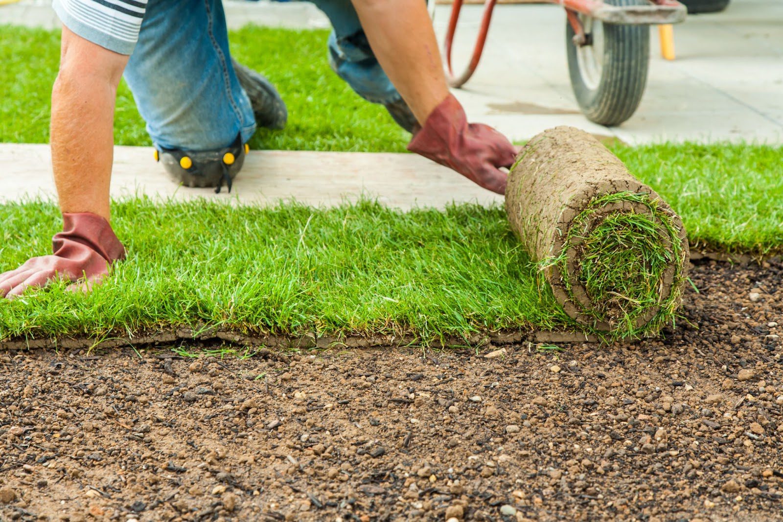 Climate's Impact on Utah Sod Care | Monarch Sod