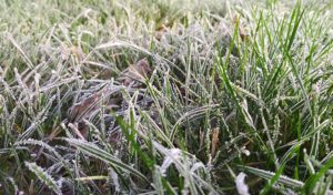 Can New Sod Survive Winter? 5 Essential Tips | Monarch Sod