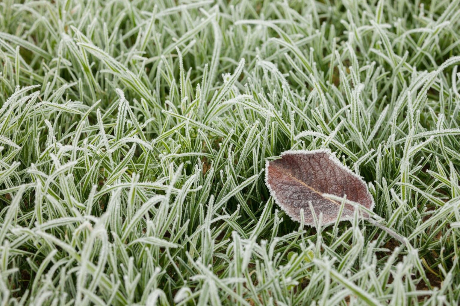 Winter Sod Care: 7 Tips for a Healthy Lawn | Monarch Sod